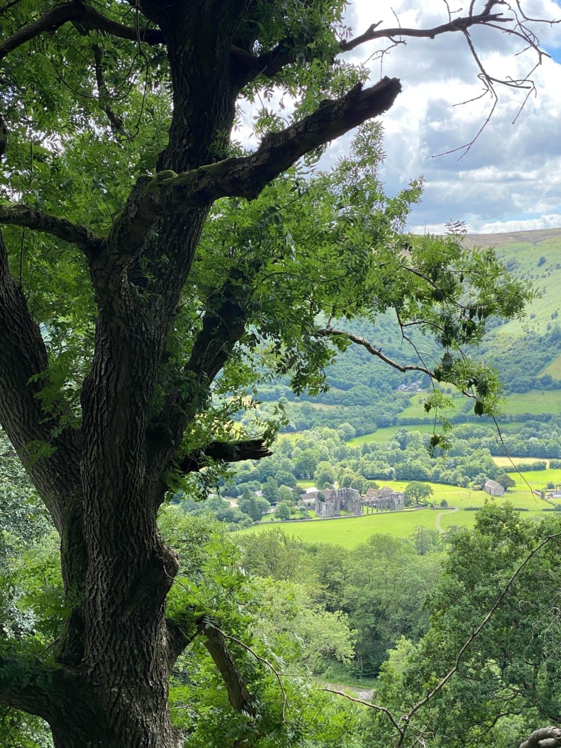 GALLERY – Forest Canopy Foundation