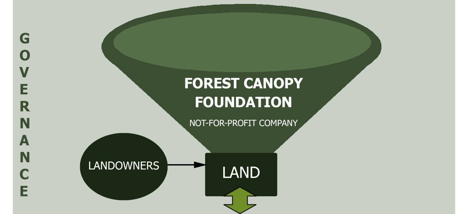 HOW IT WORKS – Forest Canopy Foundation