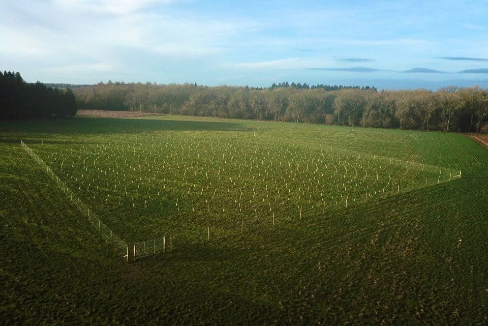 Schemes Forest Canopy Foundation