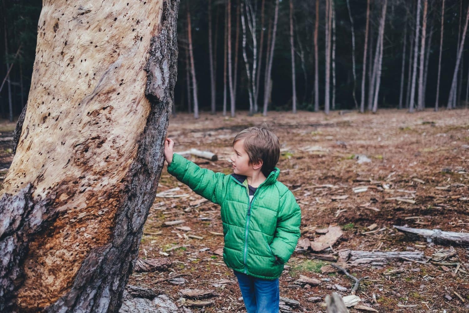 Educating the Next Generation: Forest Schools – Forest Canopy Foundation