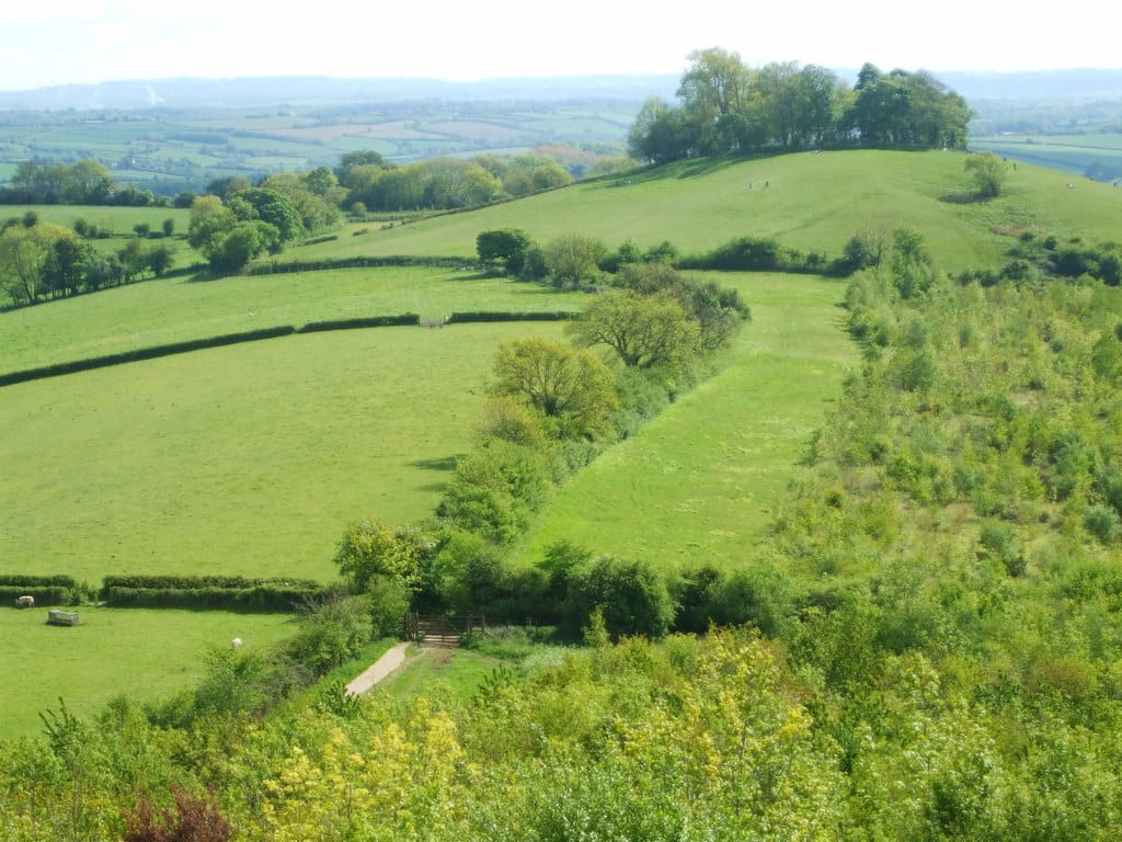 Why Are Hedgerows So Important? – Forest Canopy Foundation